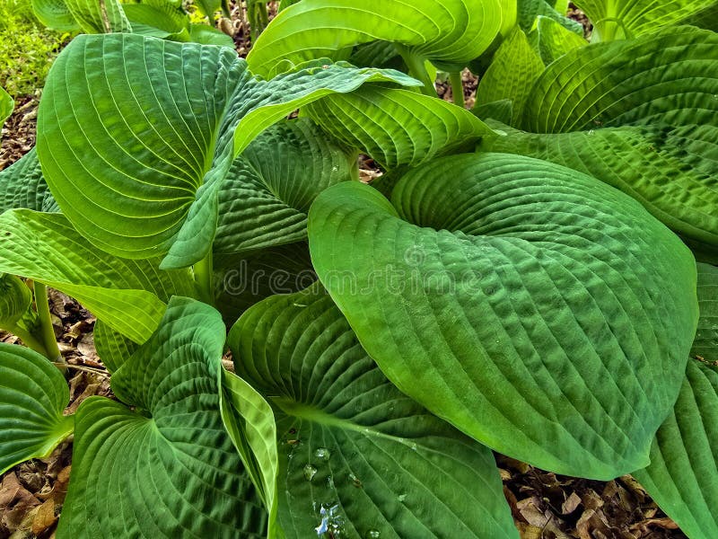 Hosta Leaves in Spring Garden Stock Image - Image of freshness, leaves ...
