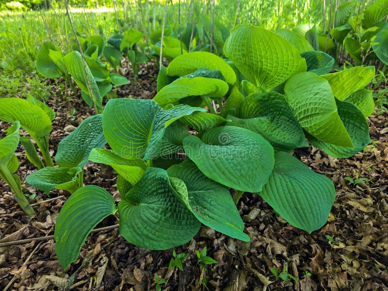 Hosta Leaves in Spring Garden Stock Image - Image of huge, leaf: 381376507
