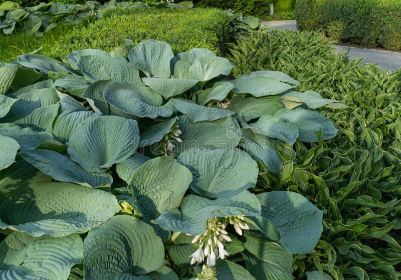 Hosta Leaves Texture Background, Hostas Leaf Nature Pattern, Big Daddy ...