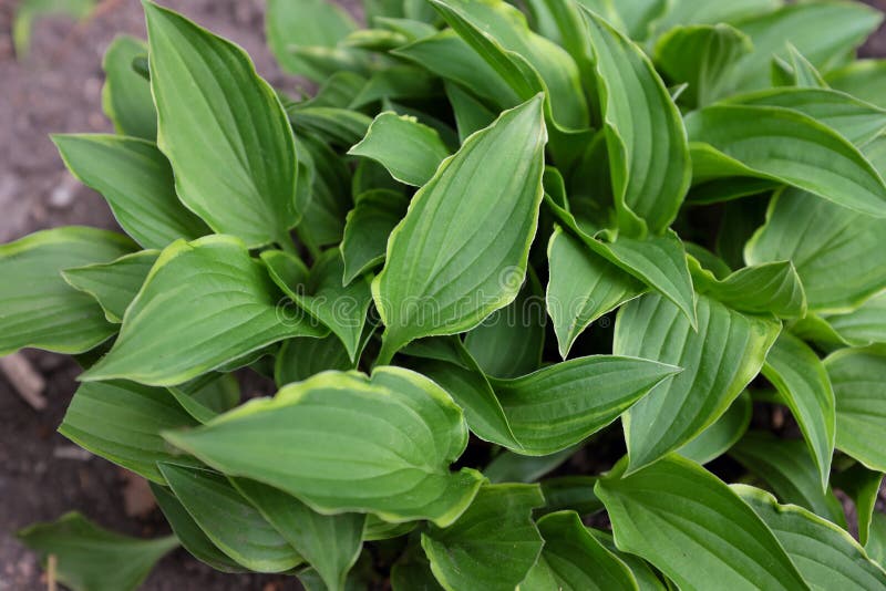 Hosta stock image. Image of abstract, leaf, botanic - 192264779