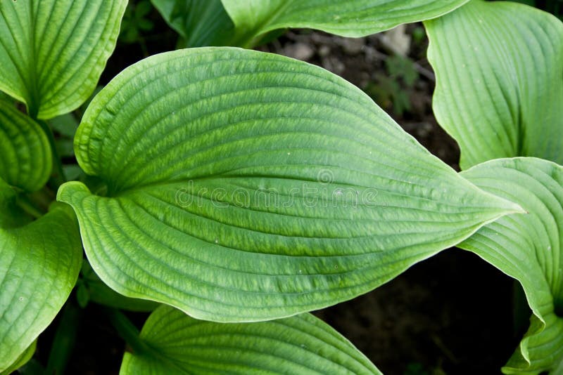 Hosta Tratt stock image. Image of hosta, texture, green - 93561373