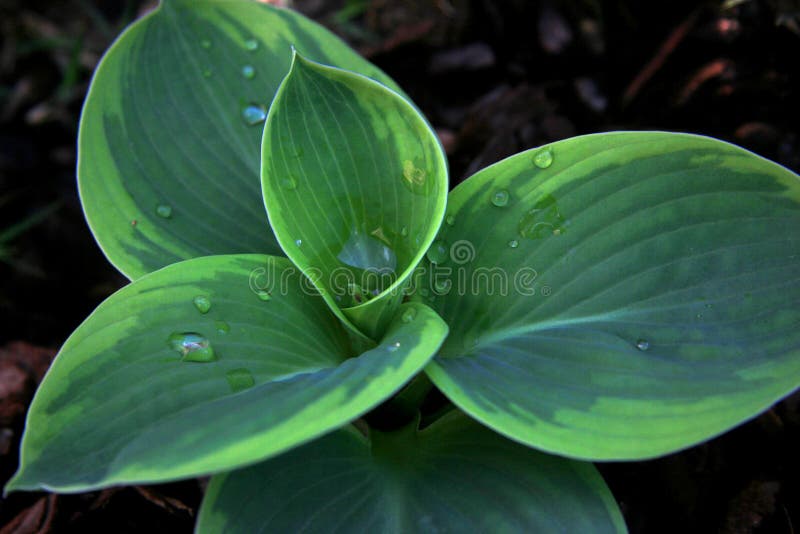 Hosta Olive Bailey Langdon Sprouting Stock Image - Image of green ...
