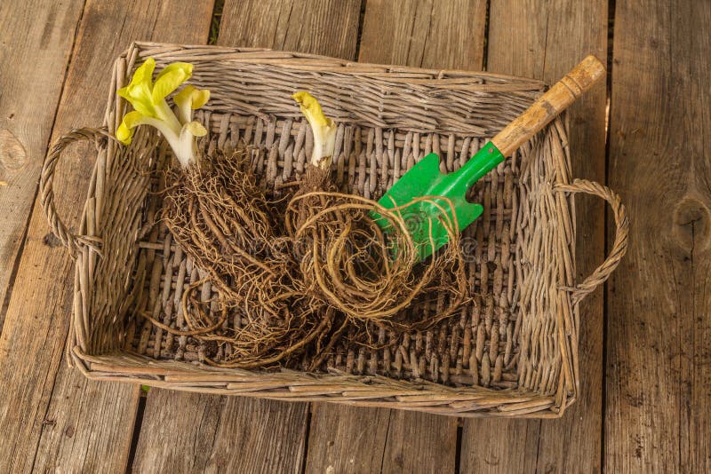 145 Open Root System Stock Photos - Free & Royalty-Free Stock Photos ...