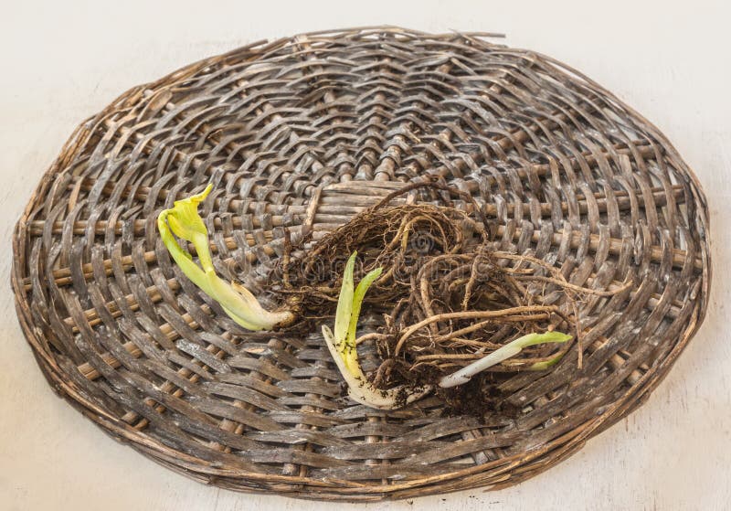 Hosta open root system stock image. Image of floral - 221896389