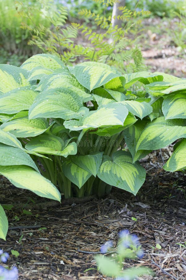 Hosta - Paul s Glory stock photo. Image of plant, plantain - 57721966