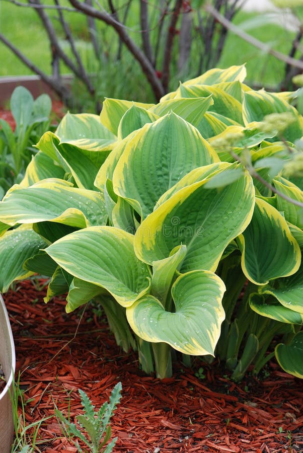 Hosta plant stock image. Image of nature, species, perennial - 31609153