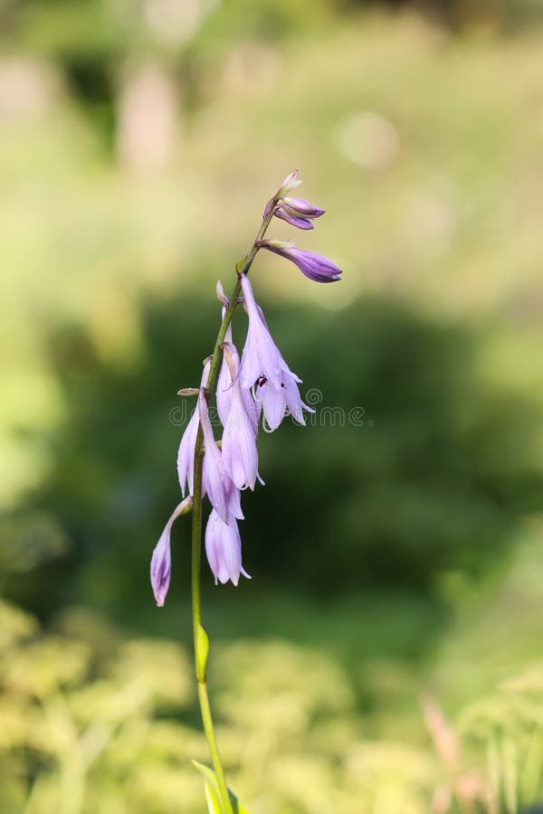 Hosta Plant Beautiful Summer Flower Stock Photo - Image of botany ...