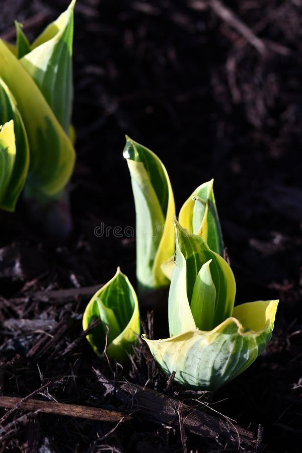 Hosta in Bloom stock image. Image of morning, orchid - 247284699