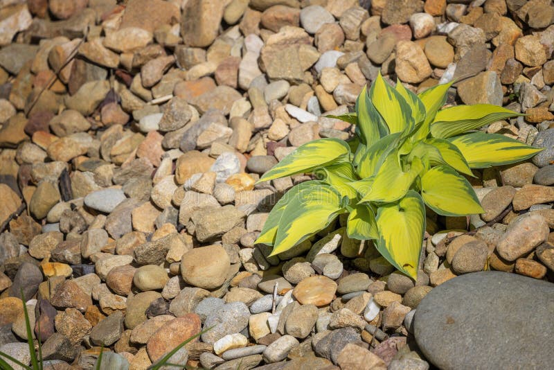 Hosta Plant Surrounded by Rocks in a Backyard Stock Photo - Image of ...