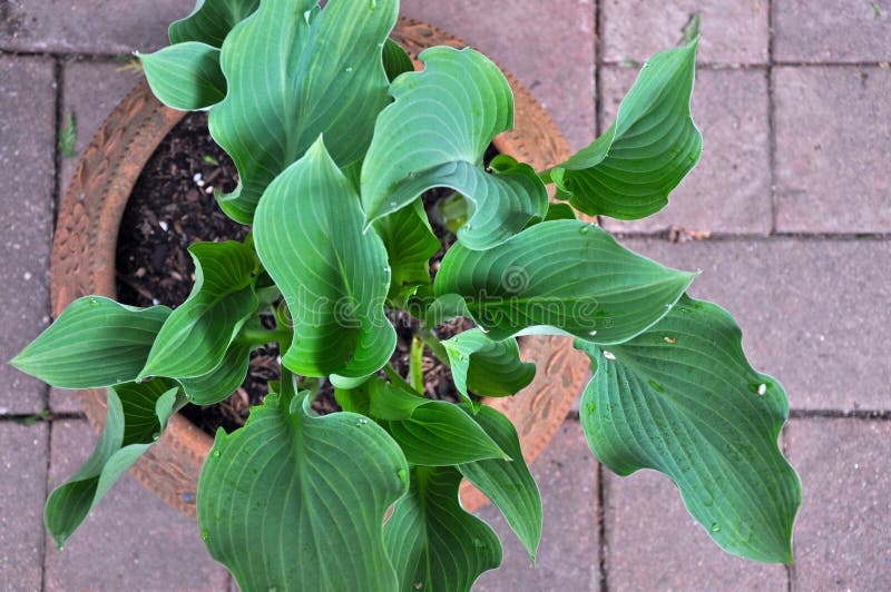 Hosta plant view stock image. Image of planter, growth - 185919161