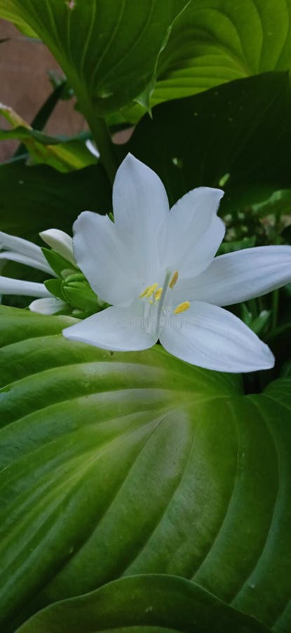 Hosta Plantaginea Bright Flower in Leaves. Stock Photo - Image of pink ...