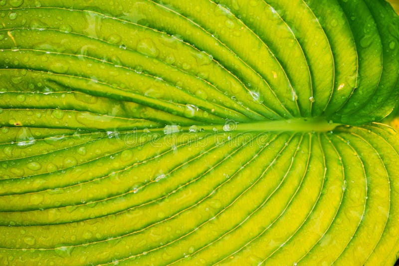 Hosta Tratt stock image. Image of hosta, texture, green - 93561373