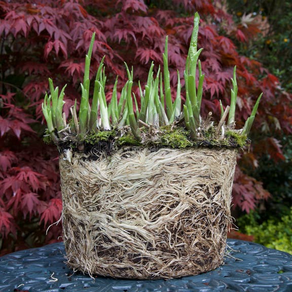 Hosta and Roots stock photo. Image of growing, exposed - 115660052