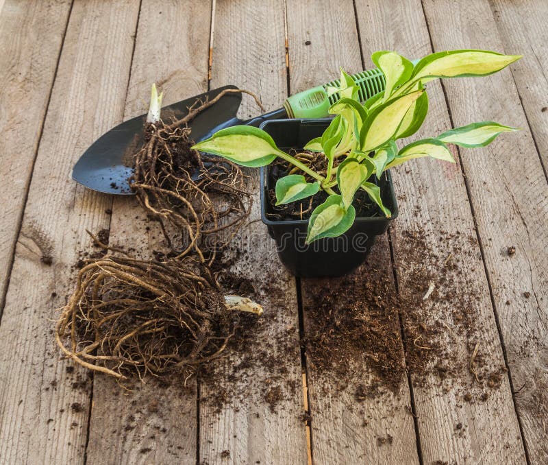 Hosta Seedlings with Open and Closed Root Systems before Planting in ...