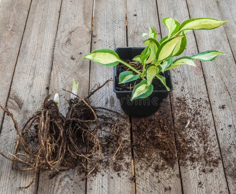 Hosta Seedlings with Open and Closed Root Systems before Planting in ...