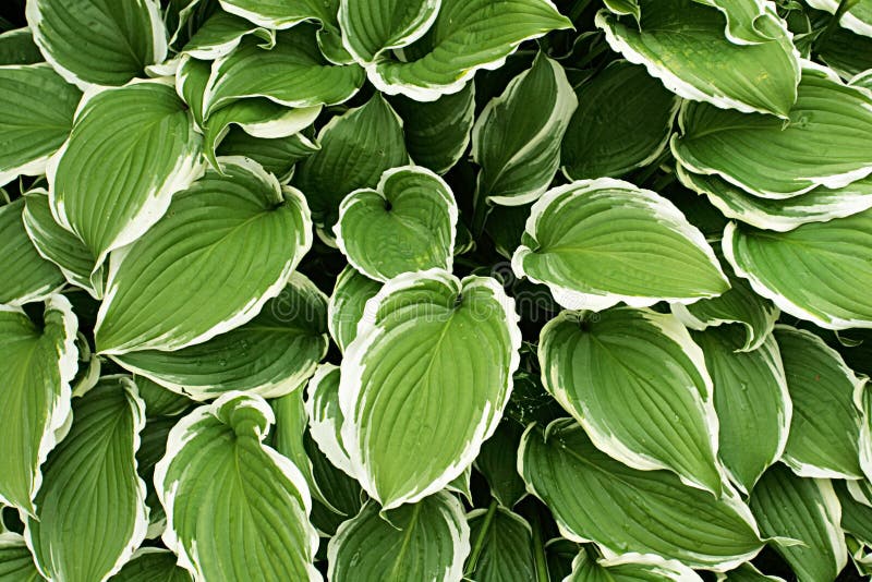 Hosta Silver Crown stock photo. Image of bush, nature - 5771008