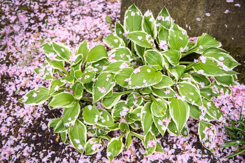Hosta in Spring Covered in Petals Stock Image - Image of blossoms ...