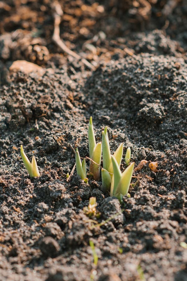 Hosta Sprouts in the Garden in Spring Stock Photo - Image of vegetation ...