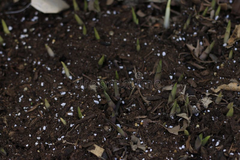 Hosta Sprouts at Spring after Rain. Beautiful Shade Plant Stock Image ...