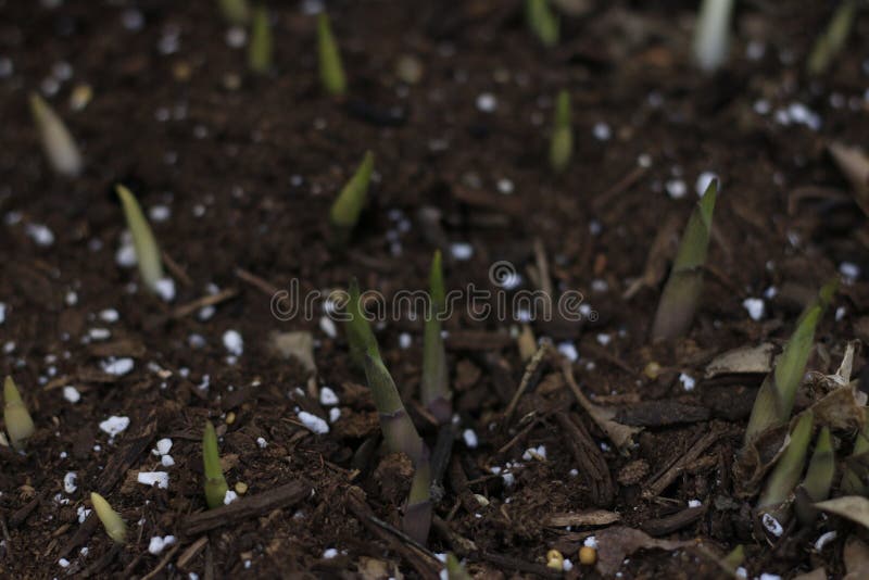 Hosta Sprouts at Spring after Rain. Beautiful Shade Plant Stock Image ...