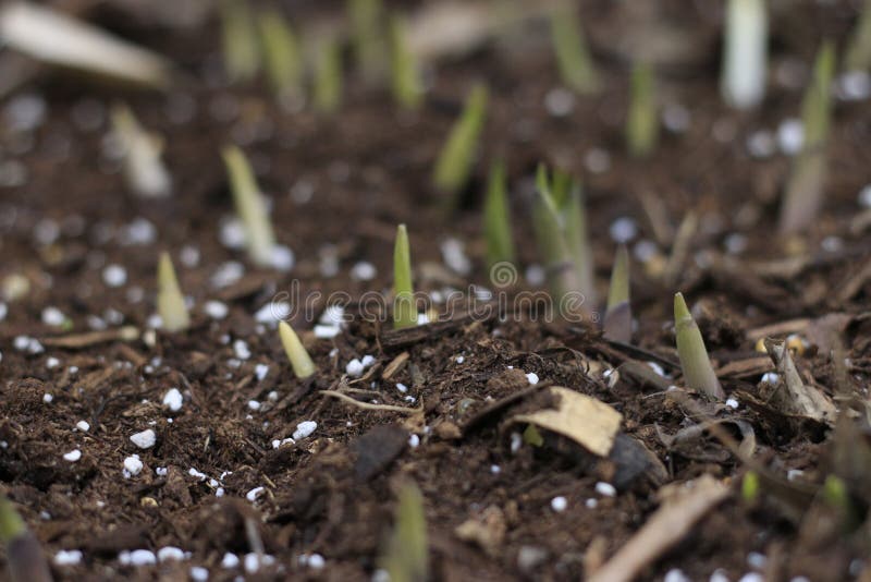 Hosta Sprouts at Spring after Rain. Beautiful Shade Plant Stock Photo ...