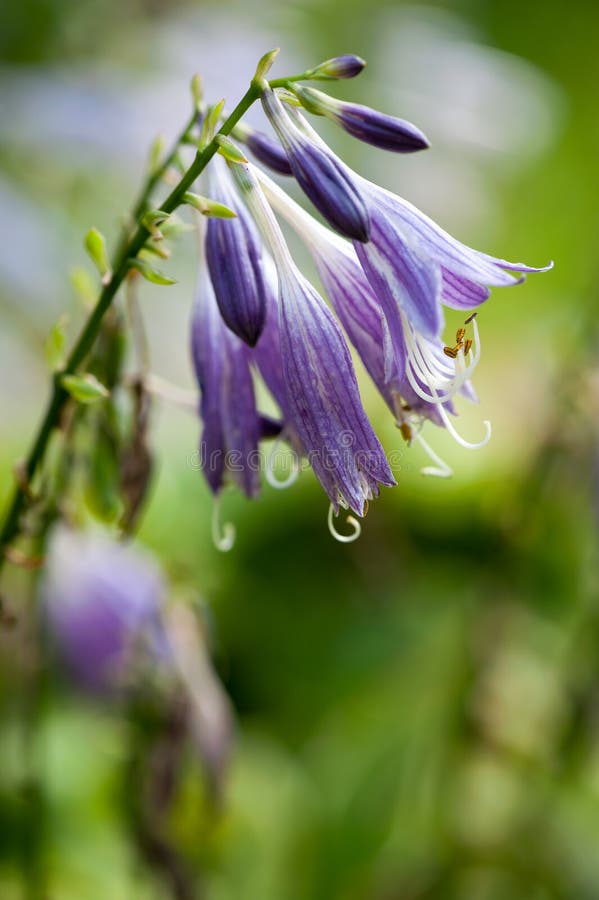 Hosta stiletto flower stock image. Image of light, botany - 33969573