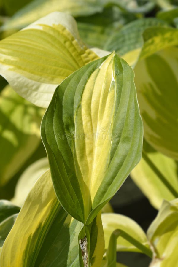Hosta Striptease stock image. Image of botany, cultivar - 328834227