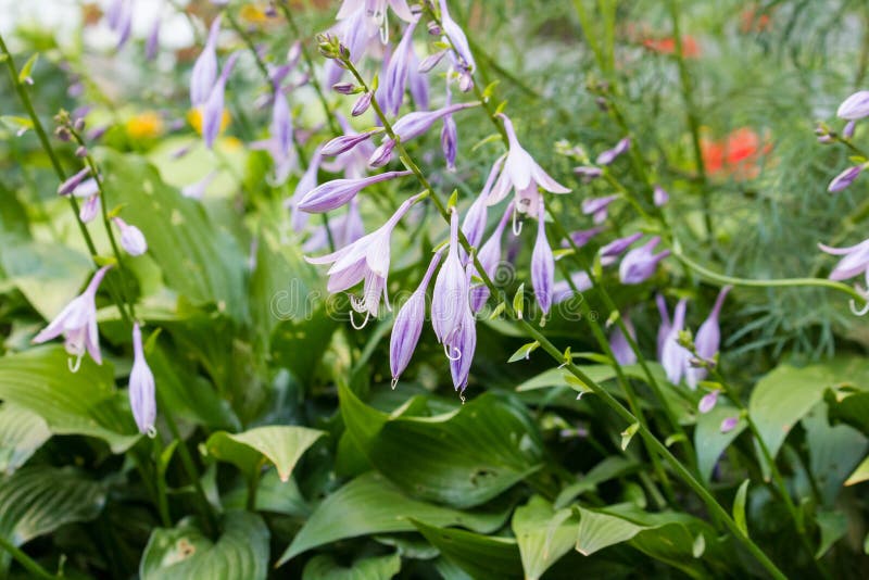 Hosta Ventricosa, Flowers in the Flowerbeds Stock Photo - Image of leaf ...