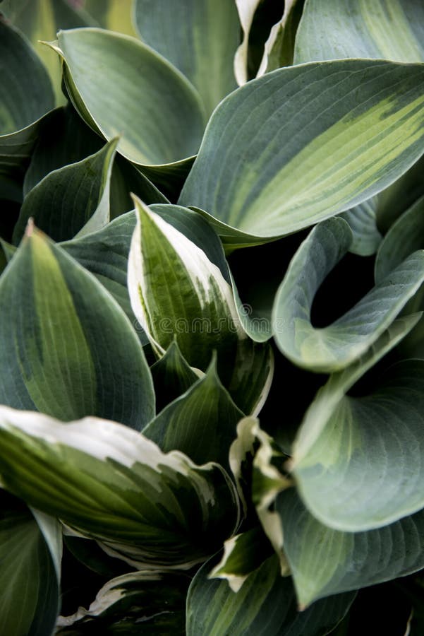 Hostas Variegata Leaves at Garden Full Sun Stock Image - Image of ...