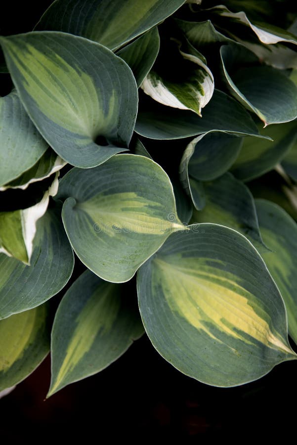 Hostas Variegata Leaves at Garden Full Sun Stock Photo - Image of full ...