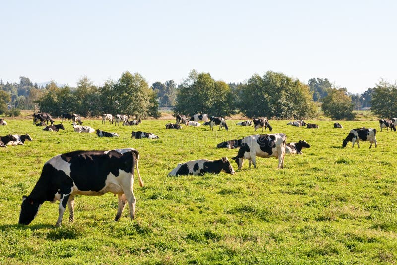 Hostein Cows Eating in Pasture Stock Photo - Image of rural, animals ...