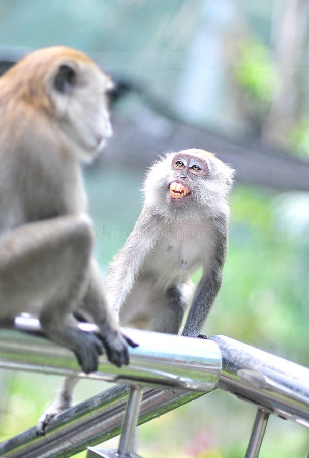 Hostile monkey stock image. Image of looking, monkey - 18657151