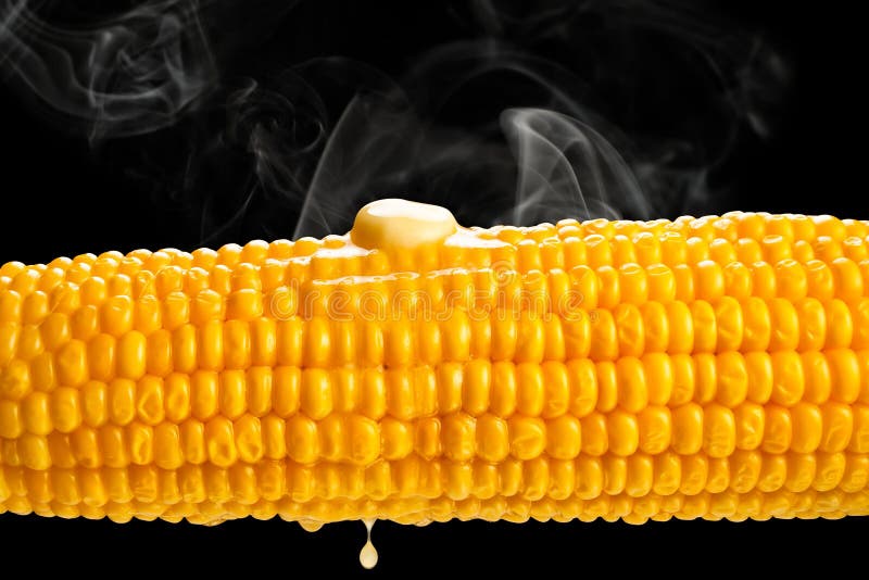 Single corn stock image. Image of front, healthy, ripe - 26272937