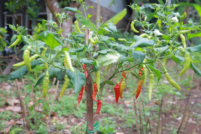 Hot Cayenne Pepper Chilli Look so Fresh Stock Image - Image of fresh ...