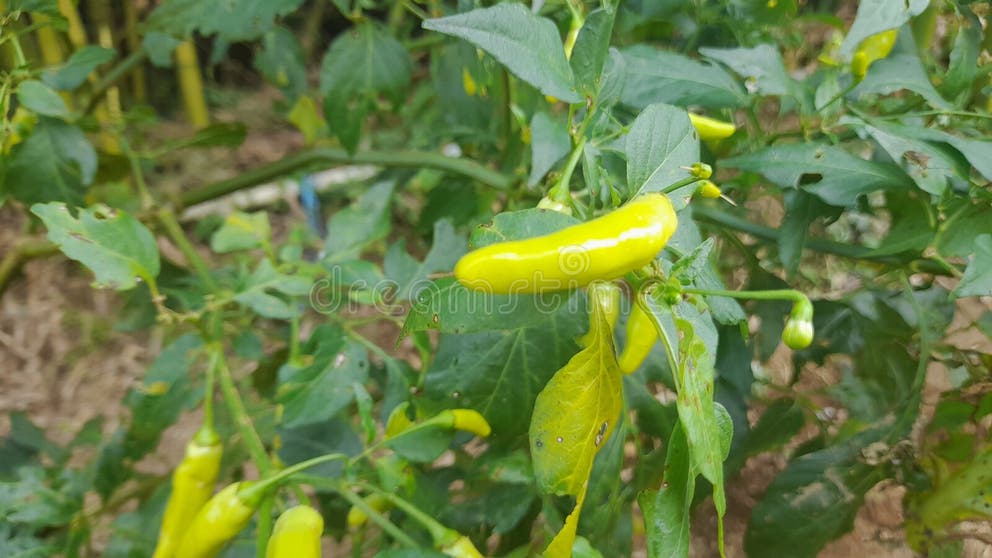 Hot Cayenne Pepper Plants in Central Java Stock Photo - Image of jungle ...