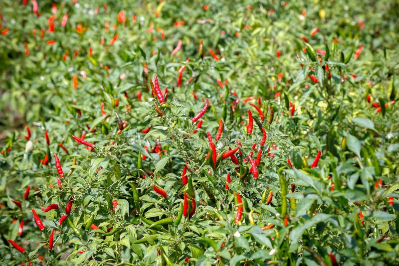 3,187 Chili Plantation Stock Photos - Free & Royalty-Free Stock Photos ...
