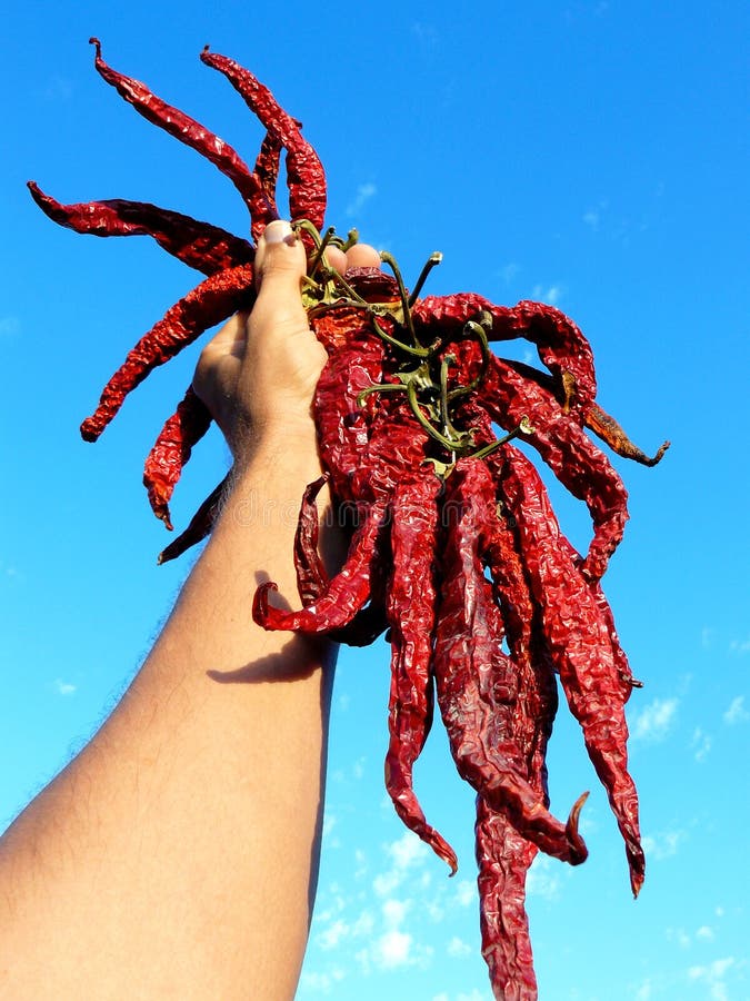 Red Chilli Hot Peppers Hand Fingers Stock Image - Image of metaphor ...