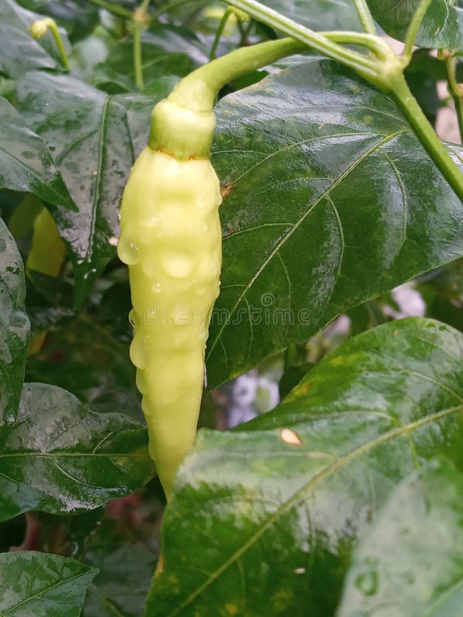 The Hot Chili Rawit stock image. Image of chili, green - 205871209