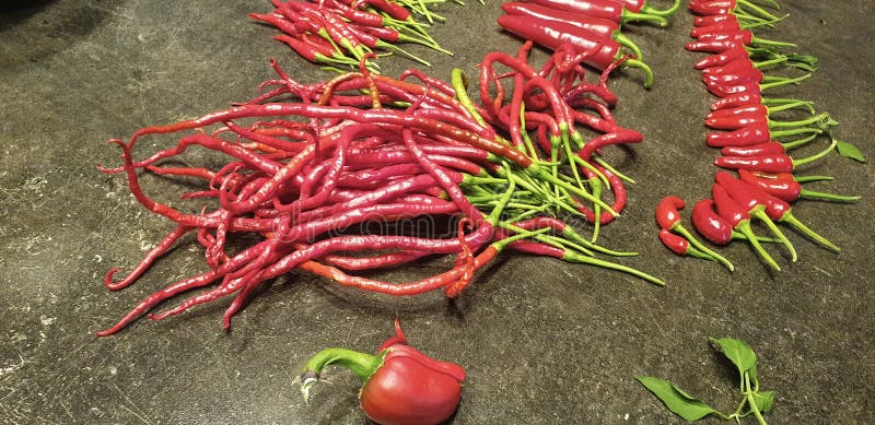 Hot Chilies Red Longhorns stock photo. Image of chilipeppers - 230634726