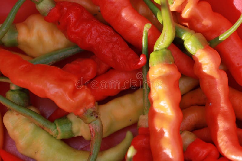 Hot Chilli Look so Fresh and Spicy Stock Photo - Image of look, spicy ...