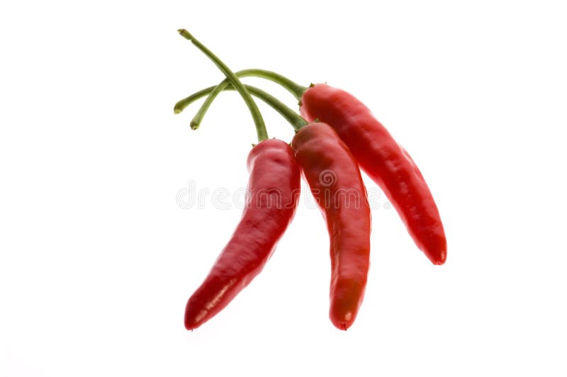 Hot Chilli Peppers Isolated on White Stock Image - Image of flavoring ...