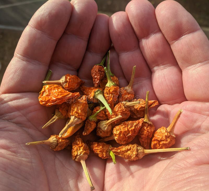 Hot Chilli Peppers in Man Hand Stock Image - Image of closeup, cook ...