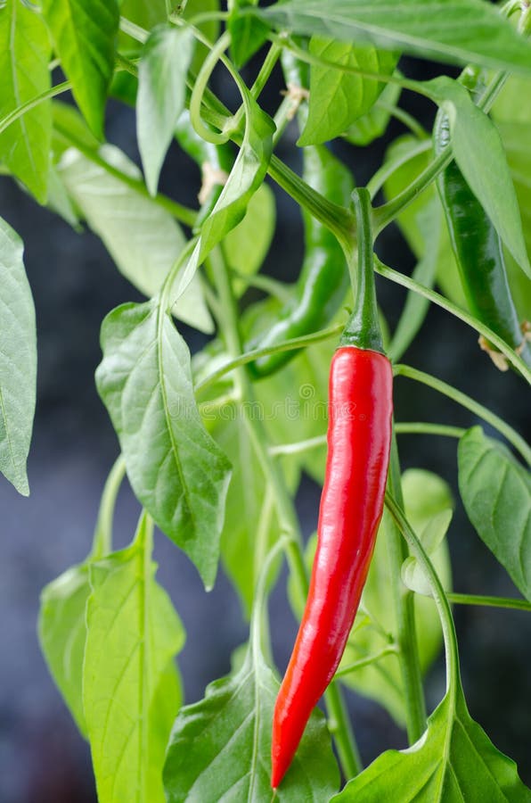 Red chilli plant stock image. Image of gourmet, health - 37055375