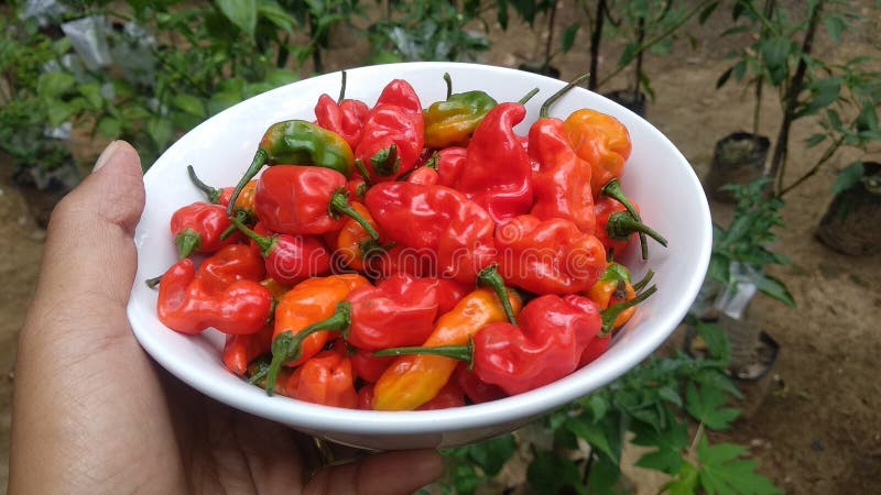 Hot Chilli stock image. Image of garden, minigarden - 297674821