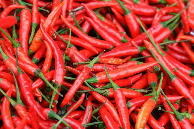 Hot Chillies stock photo. Image of bunch, many, close - 18055026