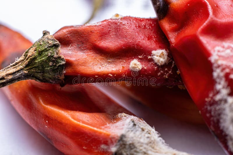 Growing chillies stock photo. Image of fruit, buds, food - 11605592