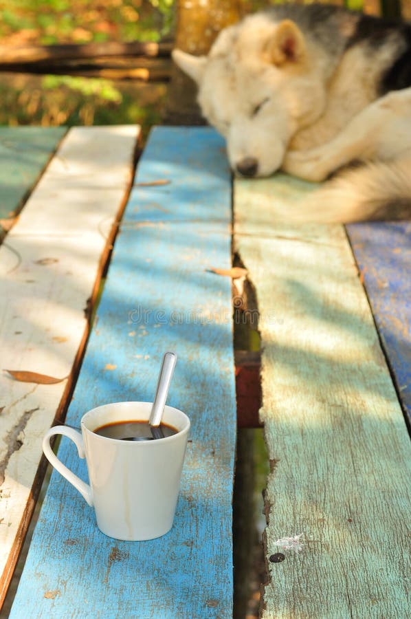 Hot Coffee with Sleeping Dog Stock Image - Image of food, outdoor: 67931439