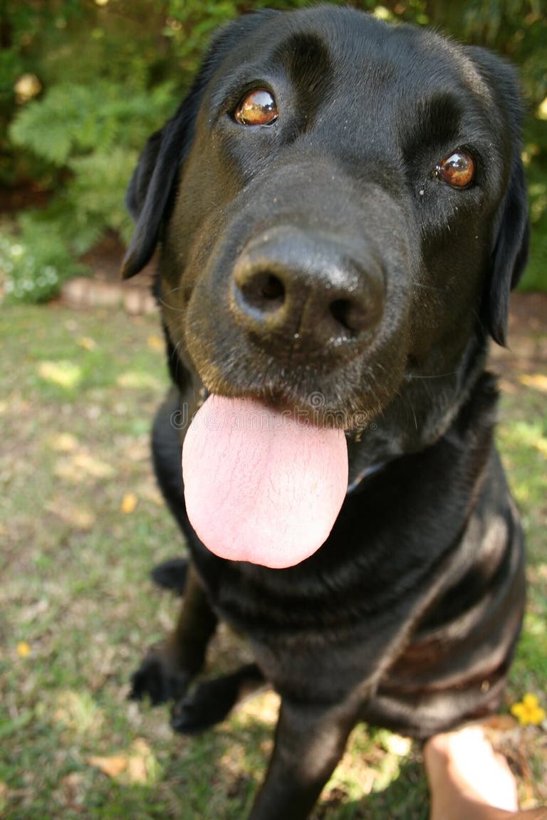 3,611 Hot Dog Tongue Pircing Stock Photos - Free & Royalty-Free Stock ...