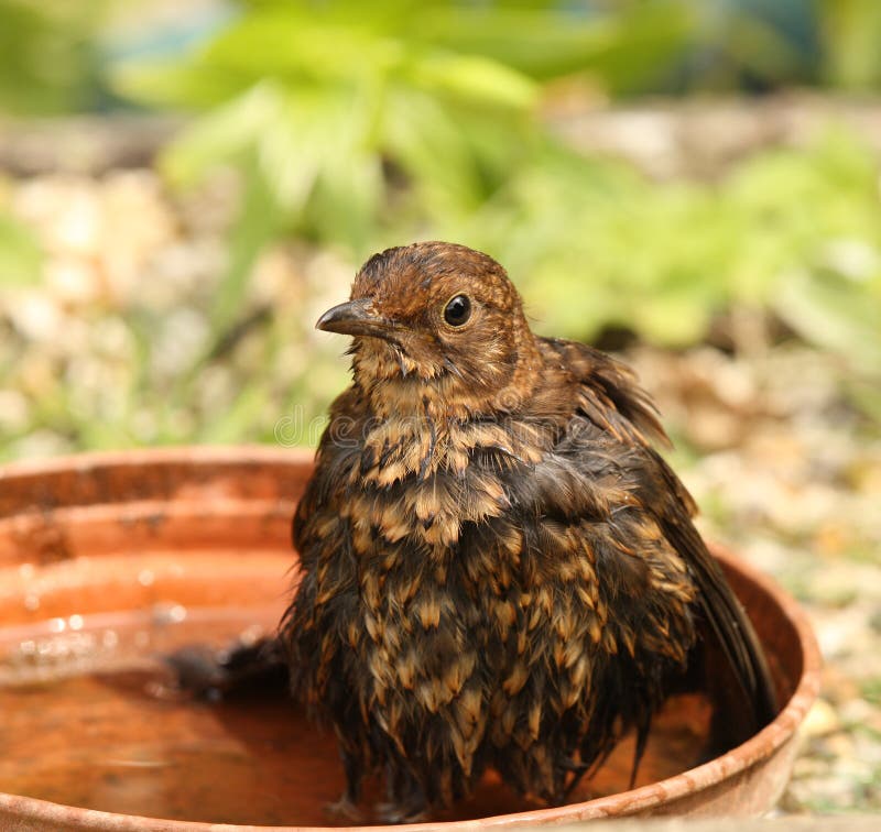 Hot Female Blackbird Cooling Down Stock Photo - Image of feathered ...