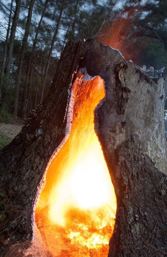 Hot Fire stock photo. Image of grass, tree, bark, brown - 39626398